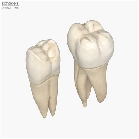 Human Teeth Molars Modello 3d Scarica Anatomy On