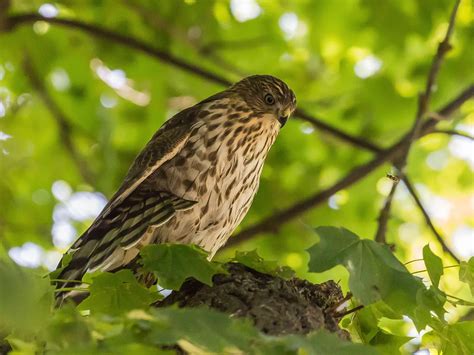Juvenile Sharp Shinned Hawks Identification Guide With… Birdfact
