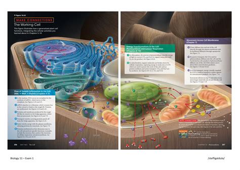 Pdf Bio 11 Handout For Lectures 1 6 Summary Dokumentips