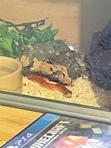 Shes Spitting Out Her Food And Got Stuck Shed On Her Tail Cant Help