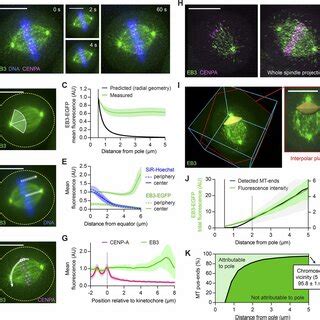 Most Mt Plus Ends In Metaphase Spindles Are Generated In An