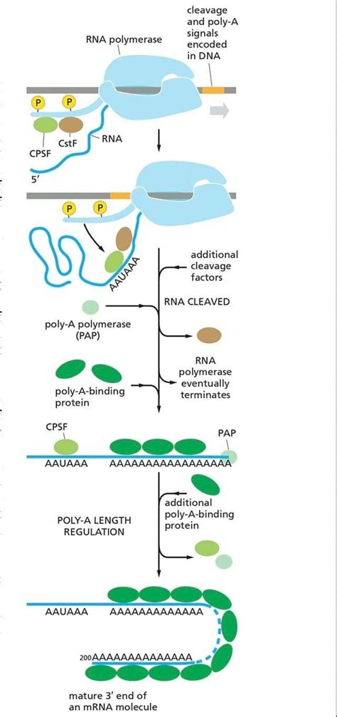 Hanaa Fayed On Linkedin Some Of The Major Steps In Generating The 3′ End Of A Eukaryotic…