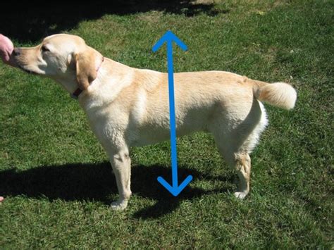 A P Final Exam Flashcards Quizlet