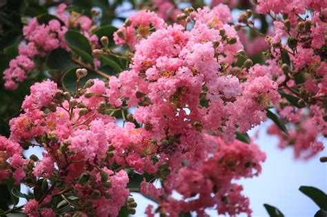 今時の花百日紅 4 殿下のブログ