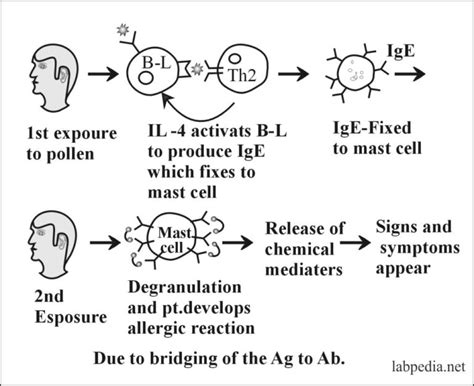 Chapter 11 Type 1 Hypersensitivity Reaction Anaphylaxis Atopy And