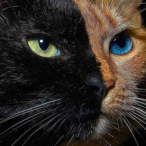 Funny Pics ~ 35 Of The Random Crazy And Hilarious Team Jimmy Joe Cats