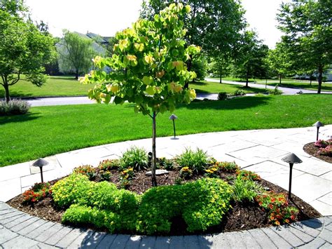Dwarf Pine Trees For Landscaping — Randolph Indoor And Outdoor Design