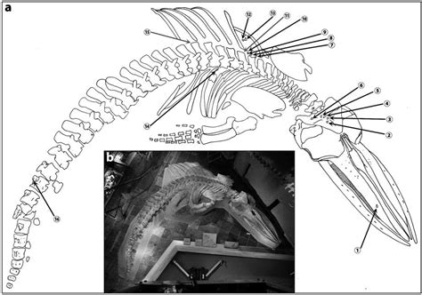 The Coastal Paleontologist No You Don T Have A Prosqualodon Tooth