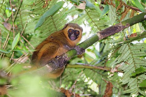 Golden Bamboo Lemur Rainforest Of Ranomafana Hapalemur Aureus Madagascar Photograph By Konrad