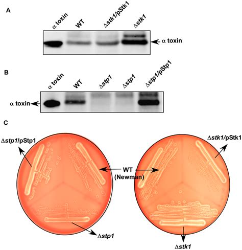 Extracellular α Toxin Is Decreased In A Δstp1 Mutant And Increased In A Download Scientific