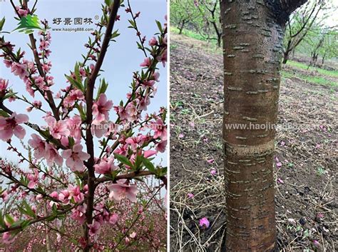毛桃树 图片 价格 沭阳毛桃树苗 沭阳县好景园林绿化苗木场
