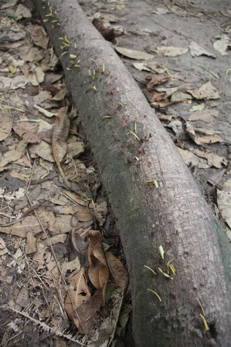 Tree Root Leaf Cutter Ants On The March Stock Photo Image Of