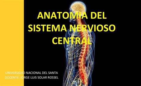 Anatomía Del Sistema Nervioso Central Udocz