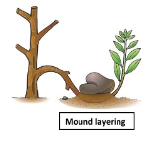 The Stem Branch Used In Layering Is The A Upper BranchB Babe BranchC Soft Basal BranchD