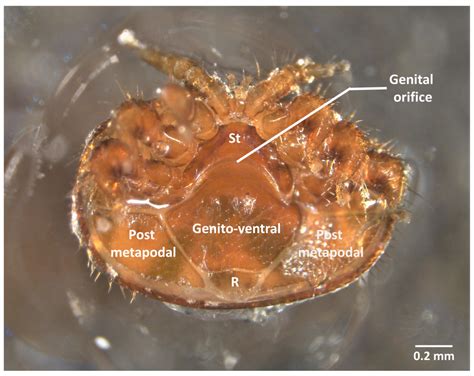 Arthropods Digestive Tract