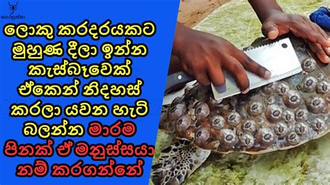 මේ වගේ සතෙක්ව දැක්කොත් ඉතිං අනිවාරෙන්ම පිහිට වෙන්න Youtube