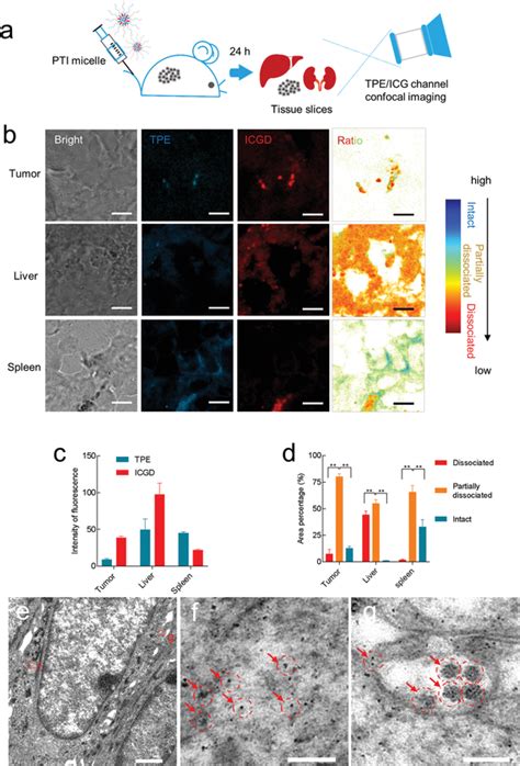 Tracking Micelle State In Tissues A Scheme Of Tracking Micelle State