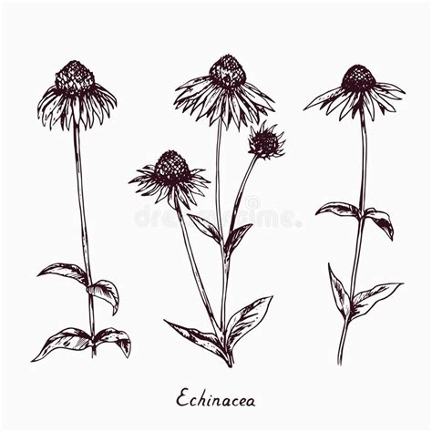 Purple Cone Flower Drawing