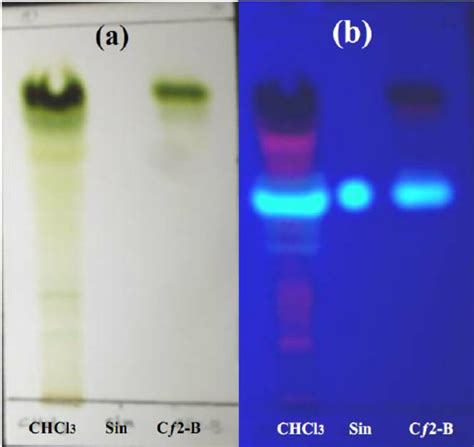 Tlc Profile Of Sub Fraction Cƒ2 B Chloroform Extract Chcl3 And