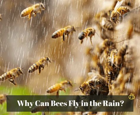 Why Can Bees Fly In The Rain Surprising Facts