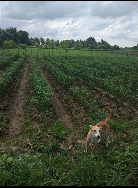 Farm Land For Sale In Cabatang Tiaong Quezon Sqm Property For Sale Lot On Carousell