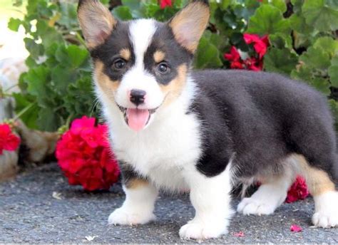 Pembroke Welsh Corgi Puppies For Sale Missouri City TX 219998