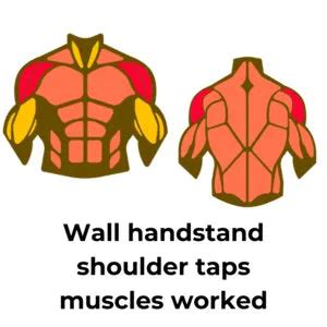 15 Bodyweight Shoulder Workouts All 3 Delts Gravgear Au