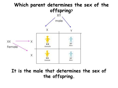 Pedigrees And Sex Linked Traits Ppt Download