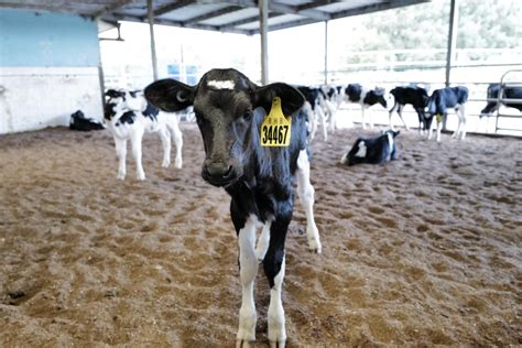 Balancing Genetic Potential For Happy Heifers Manildra Group