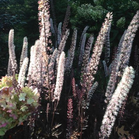 Actaea Simplex Var Atropurpurea James Compton Bugbane Siteone