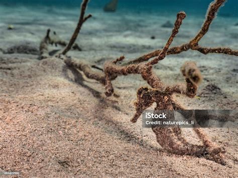 キュラソー島周辺のカリブ海のサンゴ礁のターコイズブルーの水のシーホースと海景 アンティル諸島のストックフォトや画像を多数ご用意