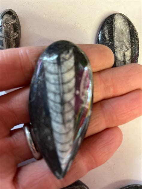 Orthoceras Fossil Squid Display Piece Rock Fossil Squid From Etsy