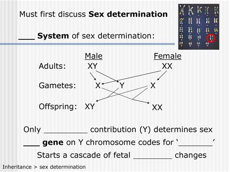 Genetic Inheritance X Ppt Download