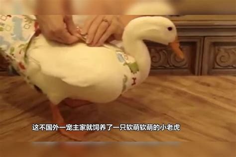 自从养了这只鸭子，几乎承包了全家的马桶，镜头记录下这搞笑一幕马桶承包全家