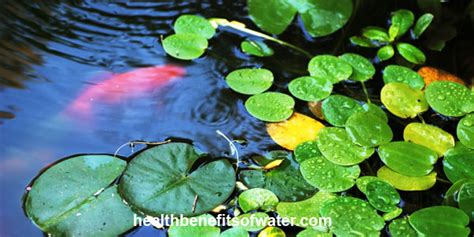 Feng Shui Water Element Attract Good Energies To Your Environment