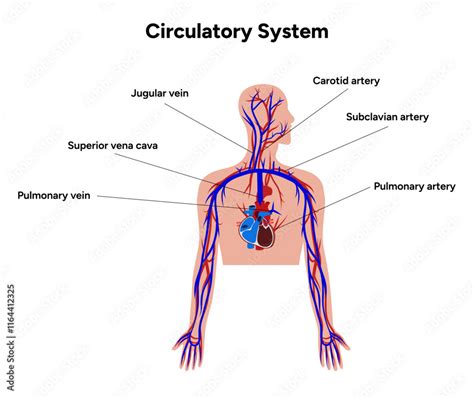 Circulatory Human System Upper Body Medical Diagram Anatomy Stock Vector Adobe Stock