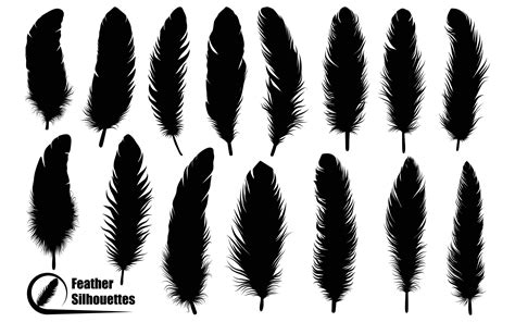 Bird Different Types Feathers Silhouettes Vector Art 33047539 Vector Art At Vecteezy