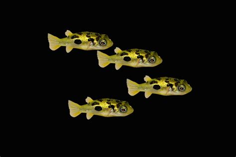 Buy Exotic Indian Dwarf Puffer Pea Dwarf Puffer Fish Freshwater Aquarium Fish Online At