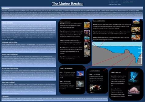 Ppt The Marine Benthos Powerpoint Presentation Free Download Id