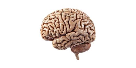 Human Brain Model Neuroscience And Cognitive Function Representation