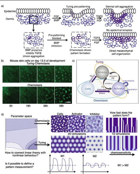Figure 1 From Explorer Novel Aspects In Pattern Formation Arise From