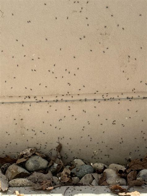 Ant Problem R Pestcontrol