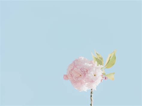Top 999 Natural Flower Wallpaper Full Hd 4k Free To Use