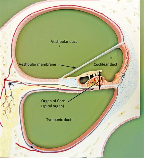 Cochlear Model Labeled
