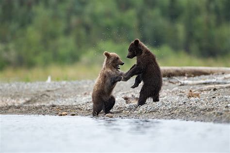 Cute Bear Cubs Wallpaper
