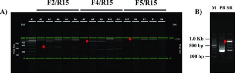 Pcr Amplification Using Srap Primer Combinations A Polyacrylamide
