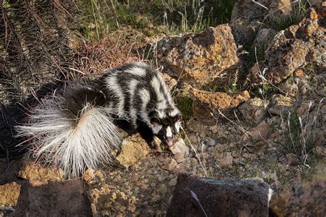 Spotted Skunks