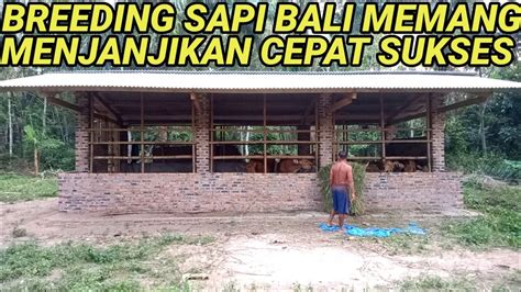 Breeding Sapi Bali Memang Menjanjikan Sukses Youtube