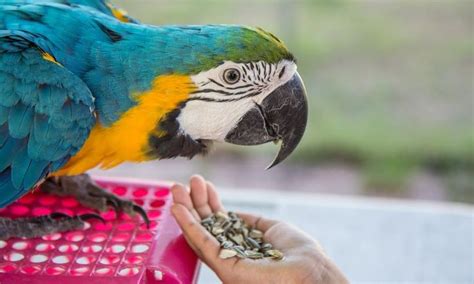 10 Things Macaws Like To Eat Most Diet Care And Feeding Tips Macaw