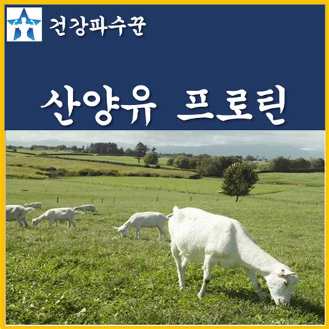 산양유 프로틴 단백질 분말 효능 먹는법 고르는법 네이버 블로그